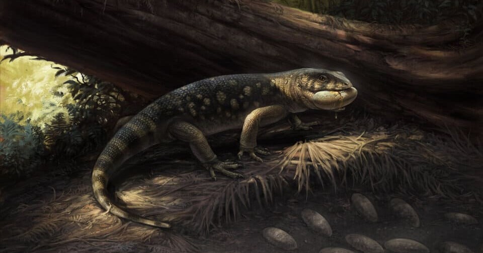 Позднемелового родственника ядозубов назвали в честь предводителя орков ...