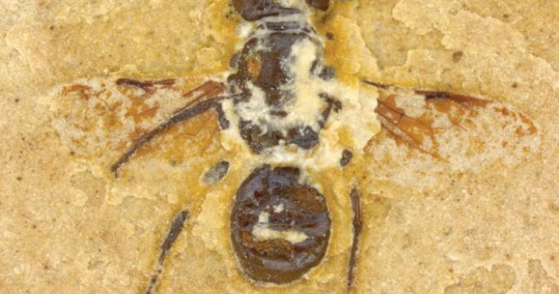 Древнейшую песочную осу обнаружили в бразильских отложениях возрастом ...