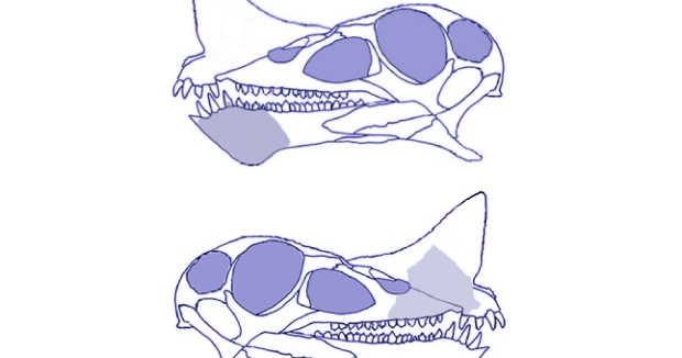 Палеонтологи описали самых древних птерозавров Южного полушария