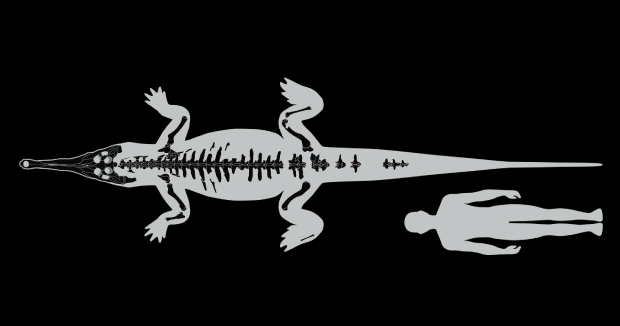 Гавиал из бронзового века Китая позволил разобраться в родственных ...