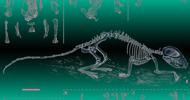Юная дружелюбная мышь оказалась древнейшим социальным млекопитающим