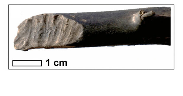 Древние бобры начали строить плотины из-за холода