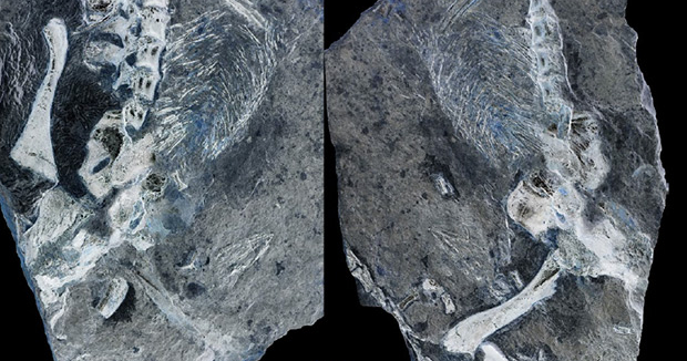 Живший 306 миллионов лет назад варанопид оказался древнейшим заботливым ...