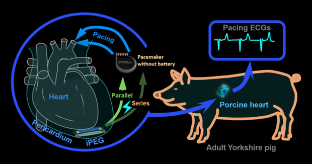 Пьезоэлектрический генератор запитал кардиостимулятор от сердца свиньи