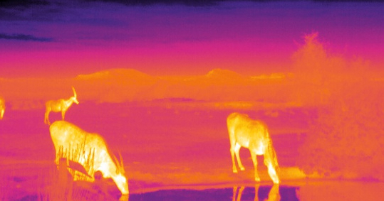 Программное обеспечение для астрофизиков поможет выследить ночных животных