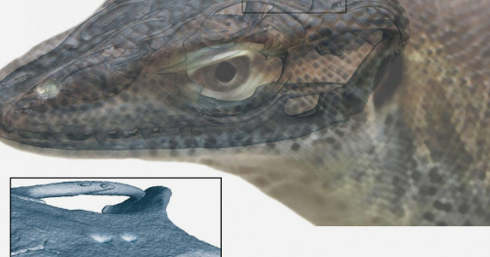 Палеонтологи обнаружили ископаемую ящерицу с двумя теменными глазами