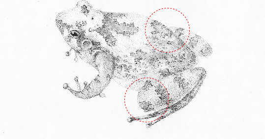 У лягушек нашли примитивные колени