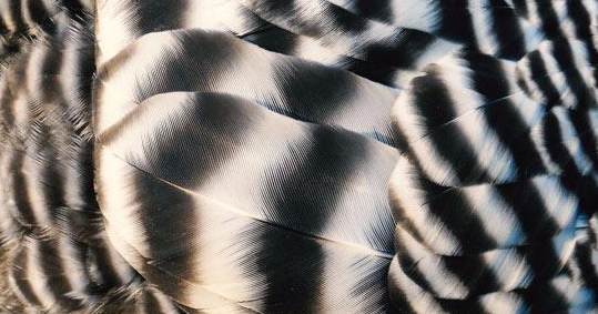 Раскрыт секрет полосатых перьев кур