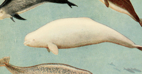 Способность китов к эхолокации оказалась старше самих китов