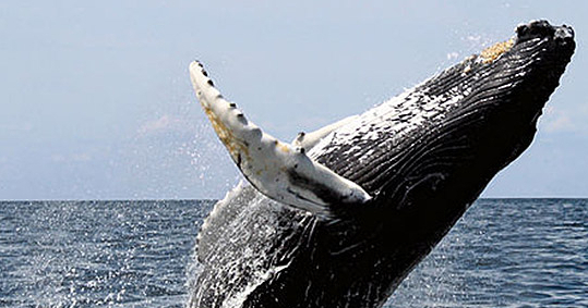 У усатых китов обнаружили «хищный» и «травоядный» микробиом