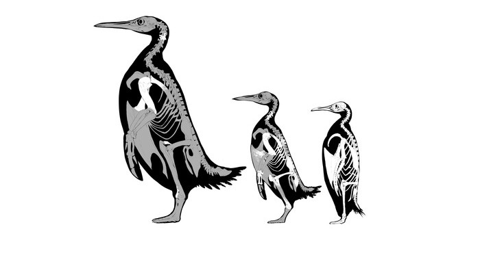 Палеонтологи описали самого тяжелого пингвина в истории. Он весил 155 ...