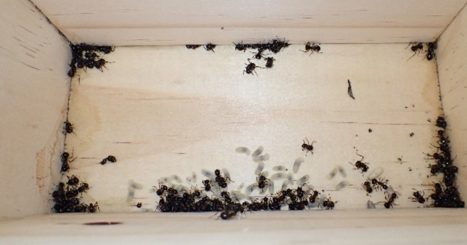 Австралийские муравьи притворились мертвыми всей колонией. Вероятно ...