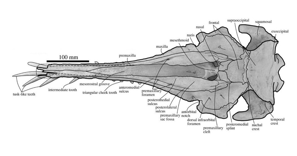 Новозеландские палеонтологи описали дельфина-пилу. Он жил около 25 ...