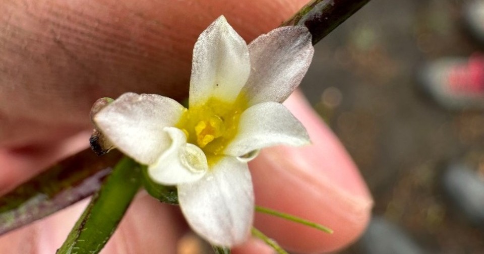 Считавшийся вымершим цветок из Южной Африки переоткрыли более 40 лет ...