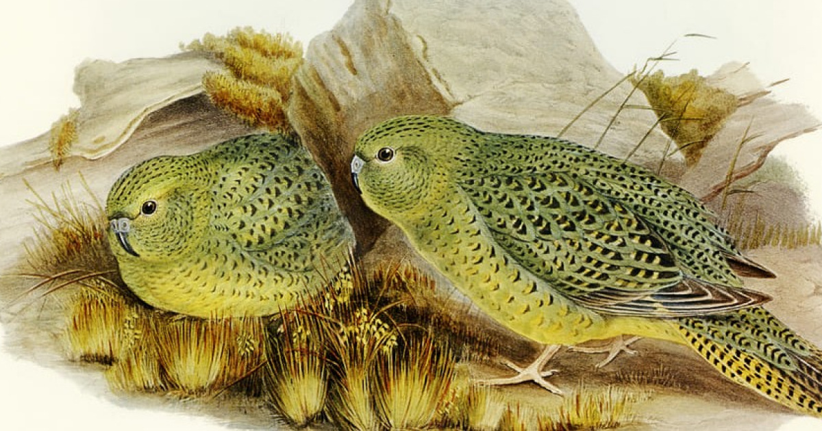 Наука и технологии (@nplus1): « Австралийцы…»